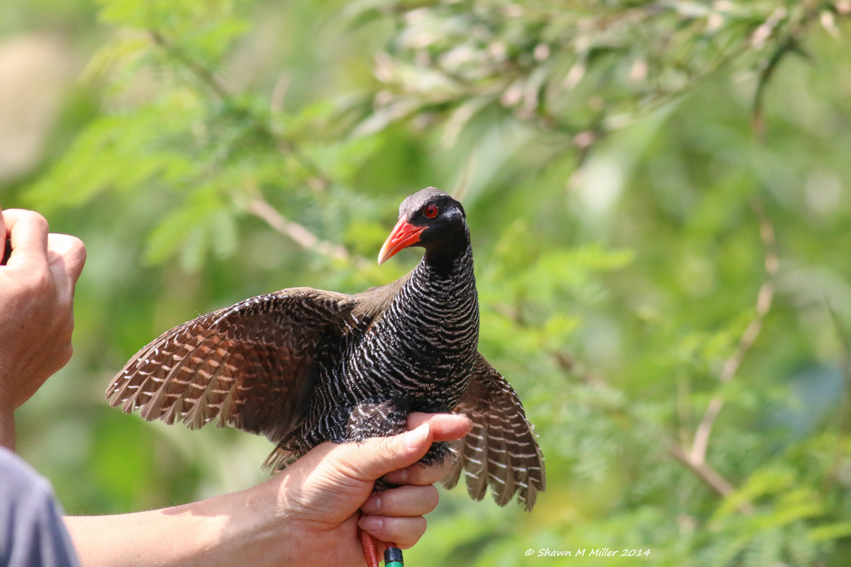 birds of okinawa | Okinawa Nature Photography
