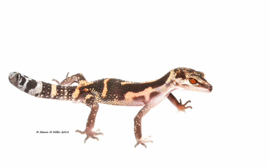 Toyama’s ground gecko Goniurosaurus toyami | Okinawa Nature Photography