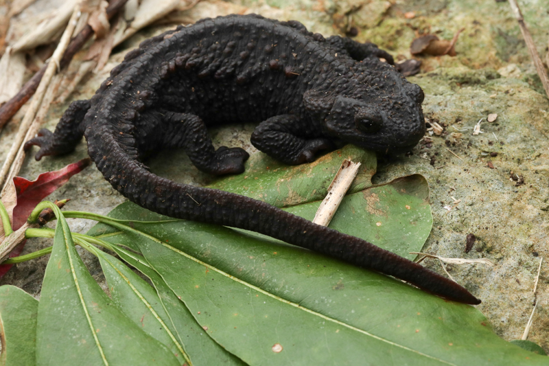 Anderson’s Crocodile Newt- Endangered species | Okinawa Nature Photography