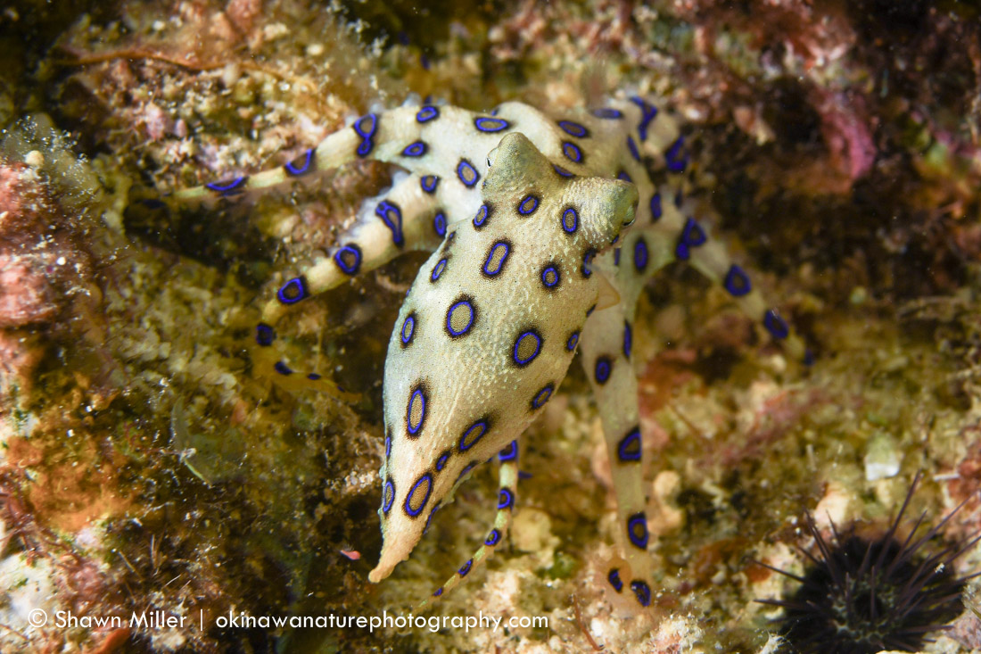venomous animals of okinawa | Okinawa Nature Photography