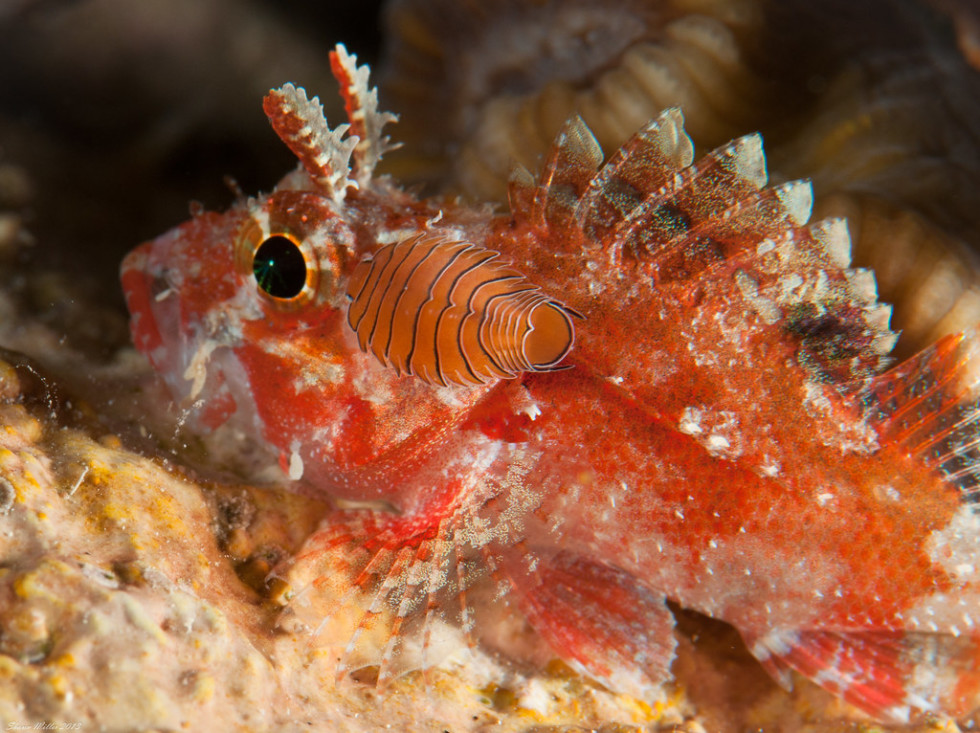 venomous animals of okinawa | Okinawa Nature Photography