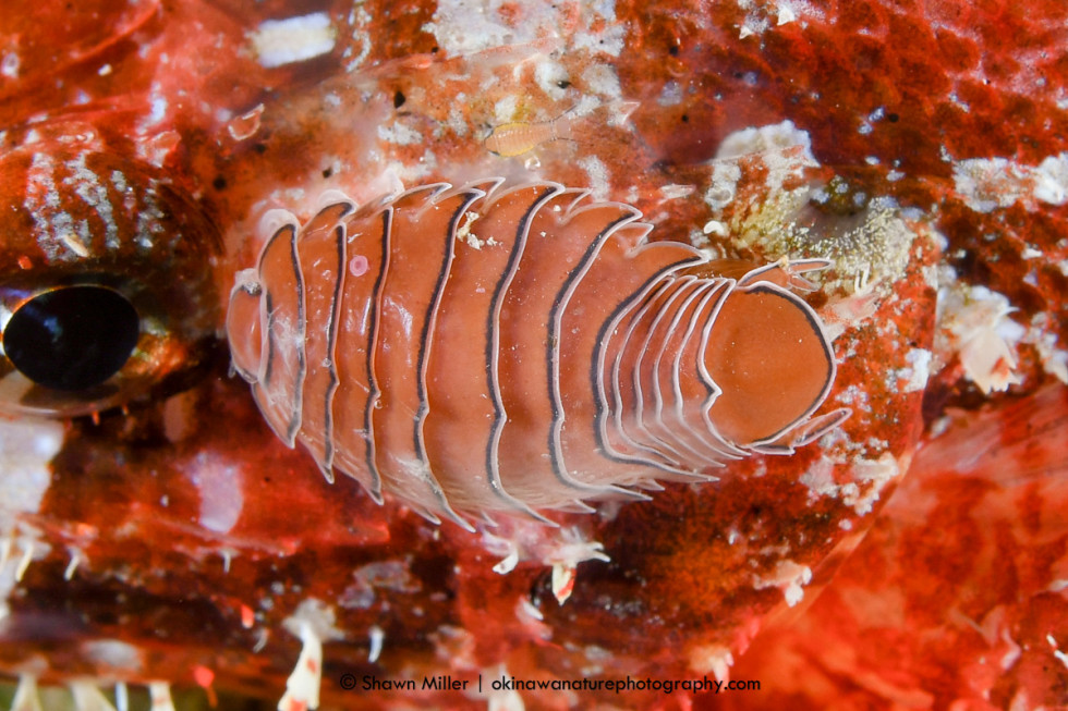 venomous animals of okinawa | Okinawa Nature Photography