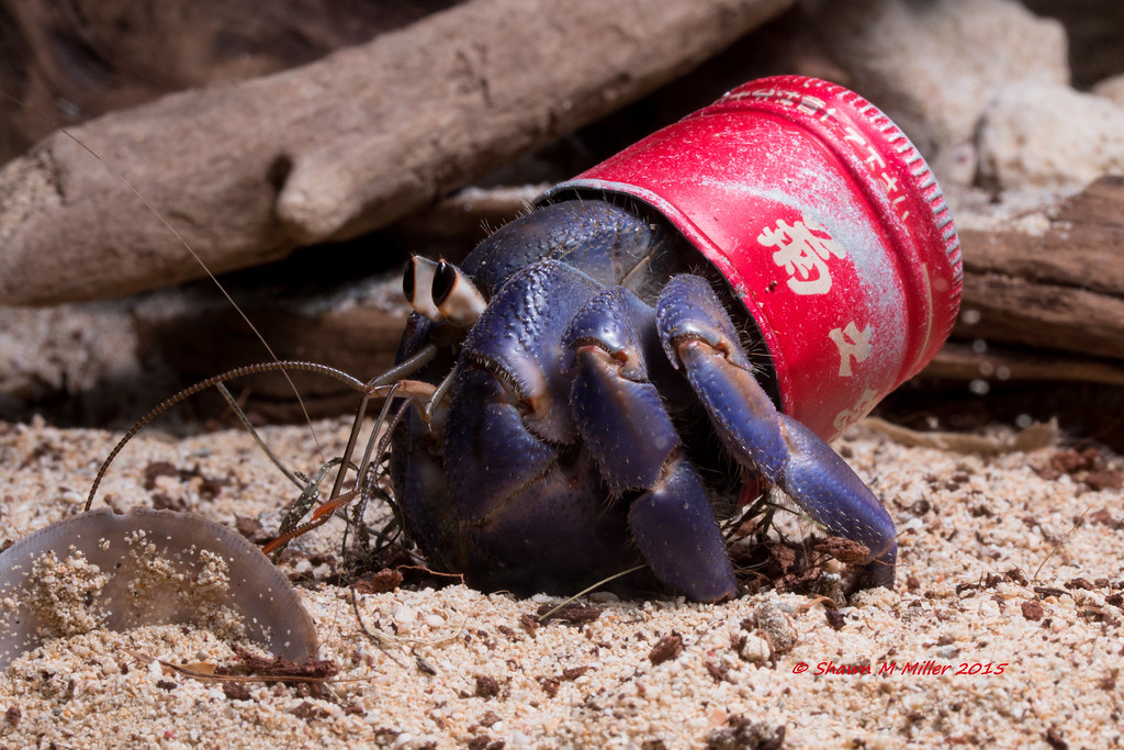Hermit crabs adapting with our pollution by Shawn Miller | Okinawa ...