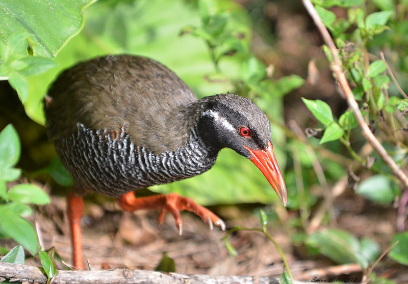 I Finally Found the Yanbaru Kuina | Okinawa Nature Photography