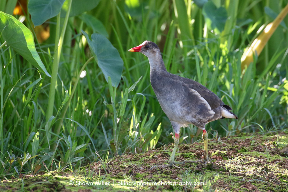 I Finally Found the Yanbaru Kuina | Okinawa Nature Photography